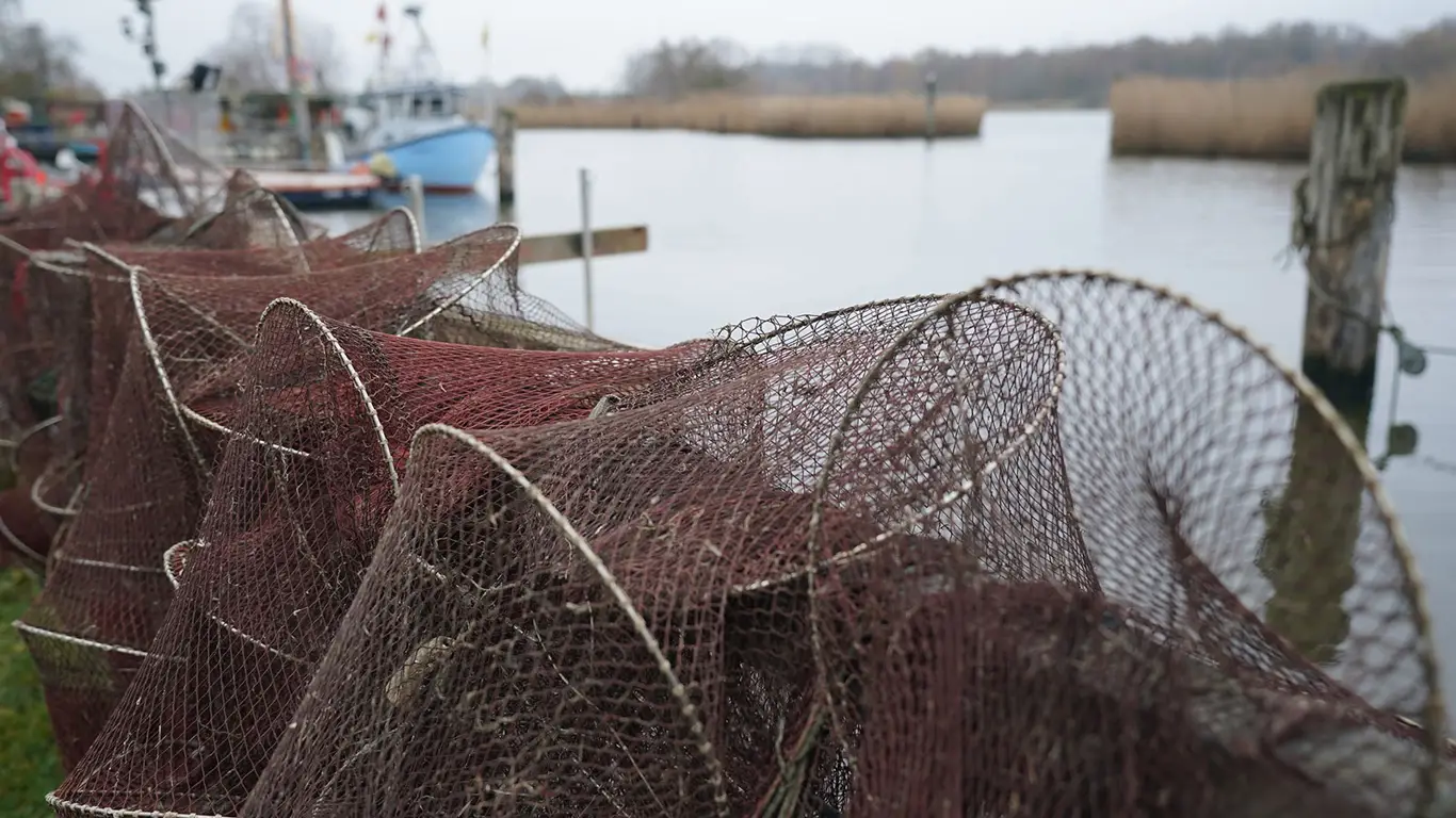Свет на сетях помогает защищать морских черепах в Средиземном море
